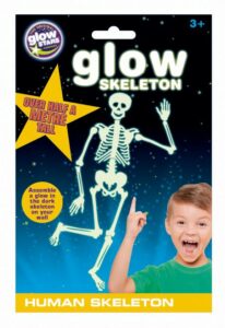 Inimese skelett - AHHAA Teaduspood